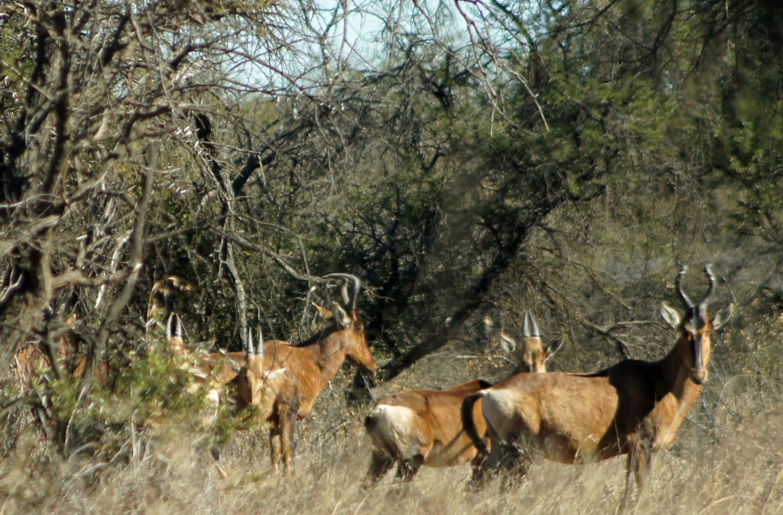 På jobb i Sydafrika: Polokwane Game Reserve