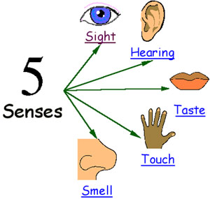 SENSING: Human Sense Organs