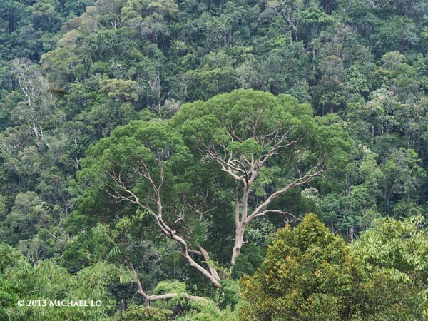 The rainforests of Borneo & Southeast Asia: Back to limestone forest in ...