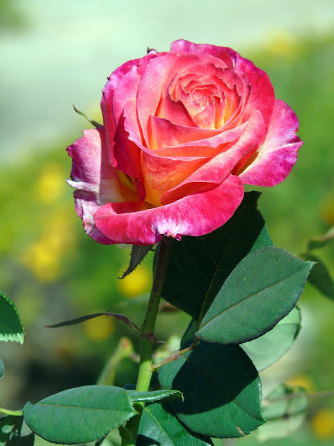 Rosas (Rosa spp.) | A planta da vez