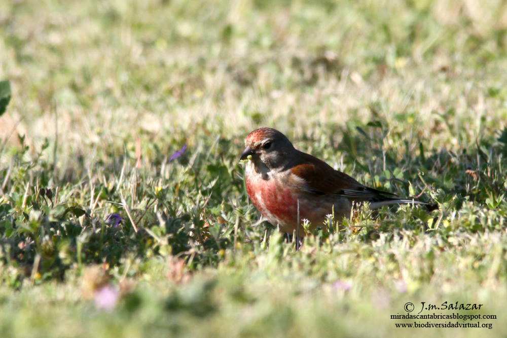 Miradas Cantábricas: Pardillo común - Cardulis cannabina