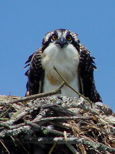 Buzz's Marine Life of Puget Sound: A Few Puget Sound Birds