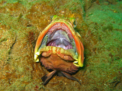 Real Monstrosities: Sarcastic Fringehead