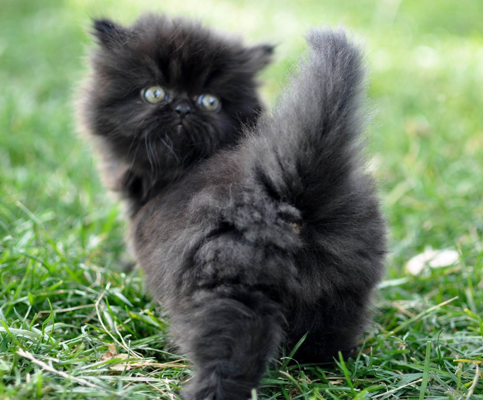 Exotic Shorthairs and Persians in Idaho Kittens on their way!: Black ...