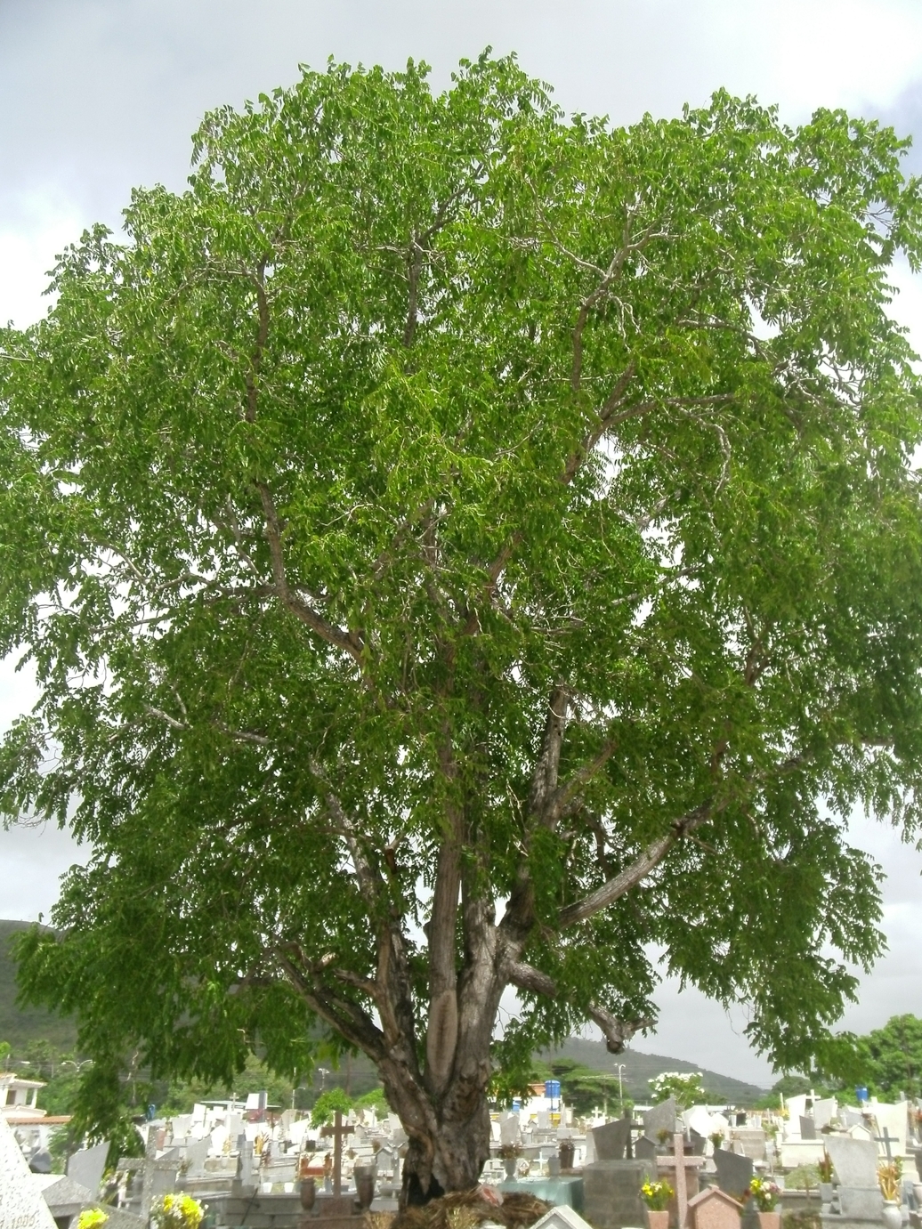 Guayana: Eje Sur Upata Santa Elena de Uairén: Cedro Amargo "Cedrela ...