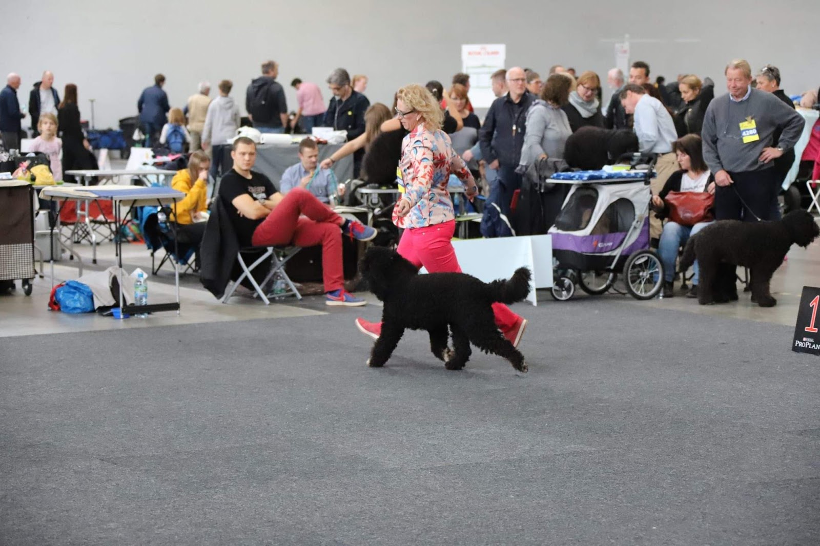 Barbet de la Colline des Violettes: GINGER...GERMAN VDH-CHAMPION!!!