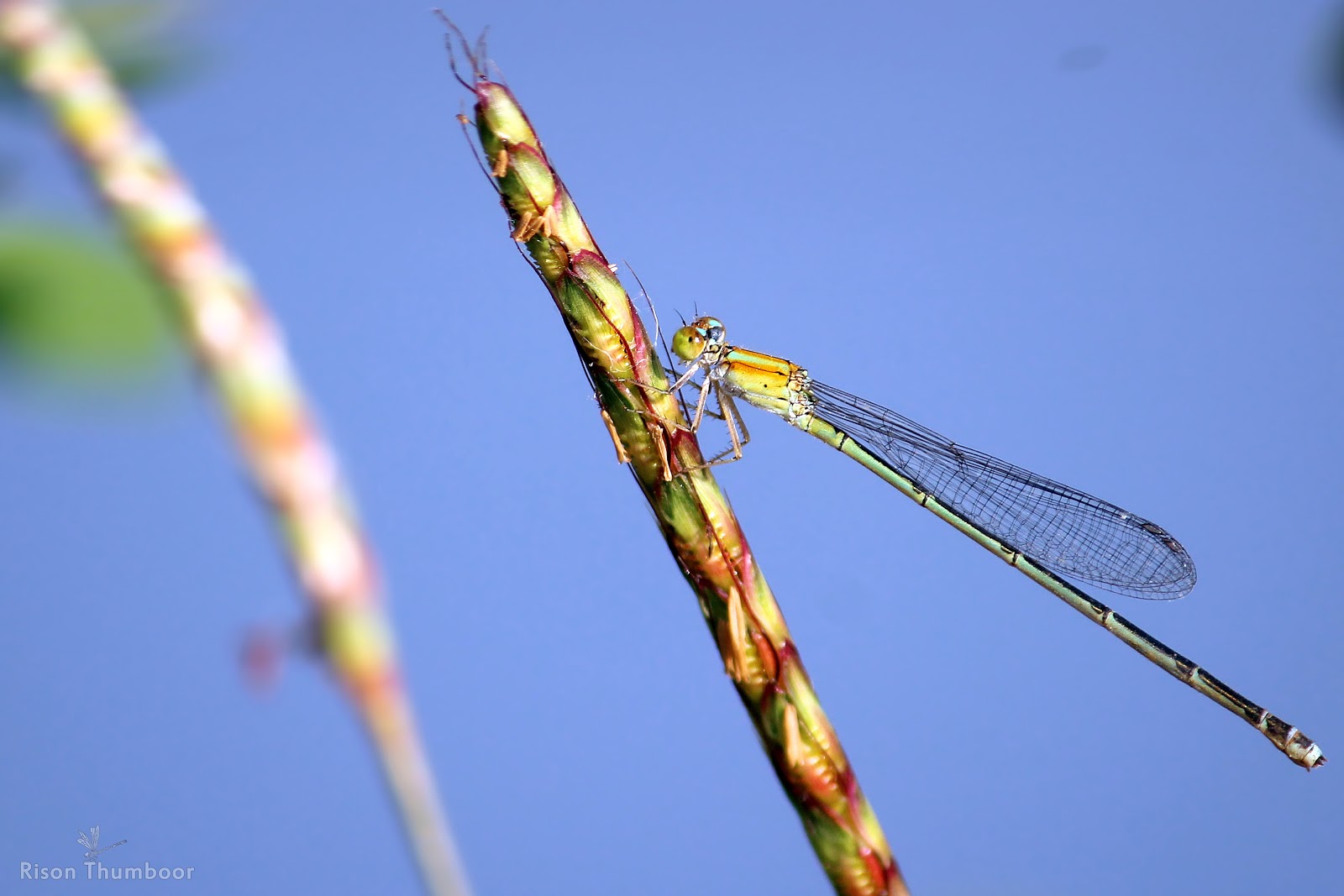 Dragonflies and Damselflies Of Kerala: Blue Sprite / Blue River Damsel ...