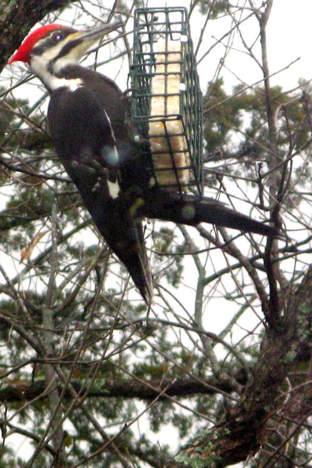World Bird Sanctuary: The Pileated Woodpecker