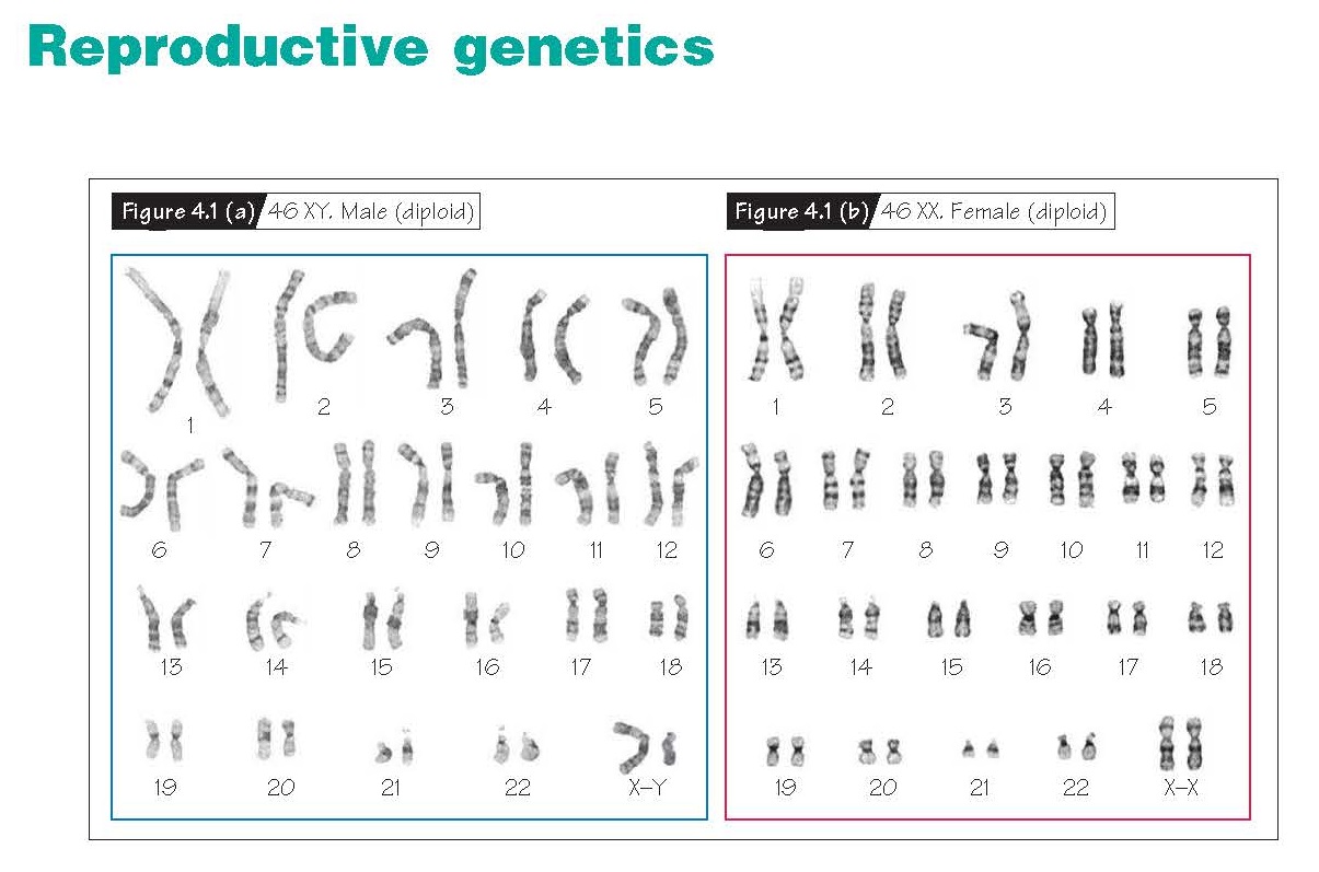 Reproductive Genetics - pediagenosis
