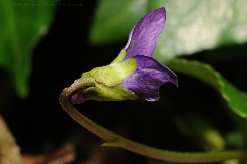 Falmouth Nature Notes : The torment of Trailing Tormentil