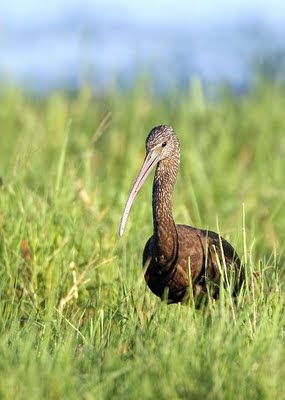 Glossy Ibis - ARUNACHALA BIRDS