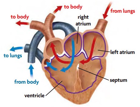 YENNY IMMERSION CLASS: SISTEM PEREDARAN DARAH PADA HEWAN