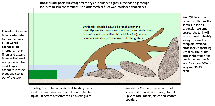 Mudskipper Tank Mates