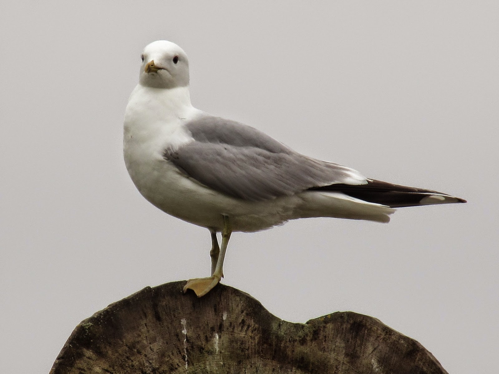 Maanantain lintukuvat