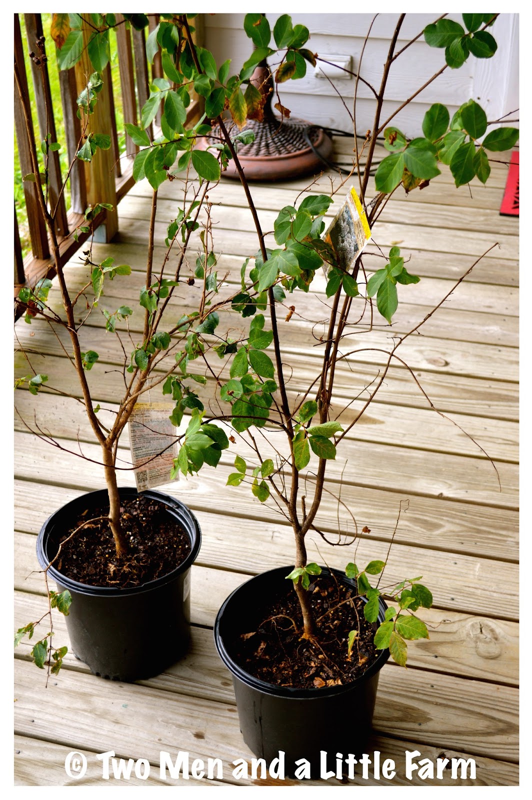 Two Men and a Little Farm: CRAPE MYRTLE BARGAINS