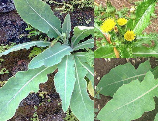 Tanaman Obat yang Tumbuh Liar Di Sekitar Rumah - Denpono Blog