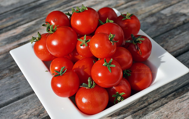 Helenes Tomater: Tiny Tim