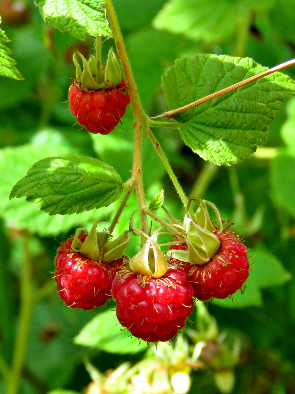 just saying ...: Wild Raspberry Jam ...