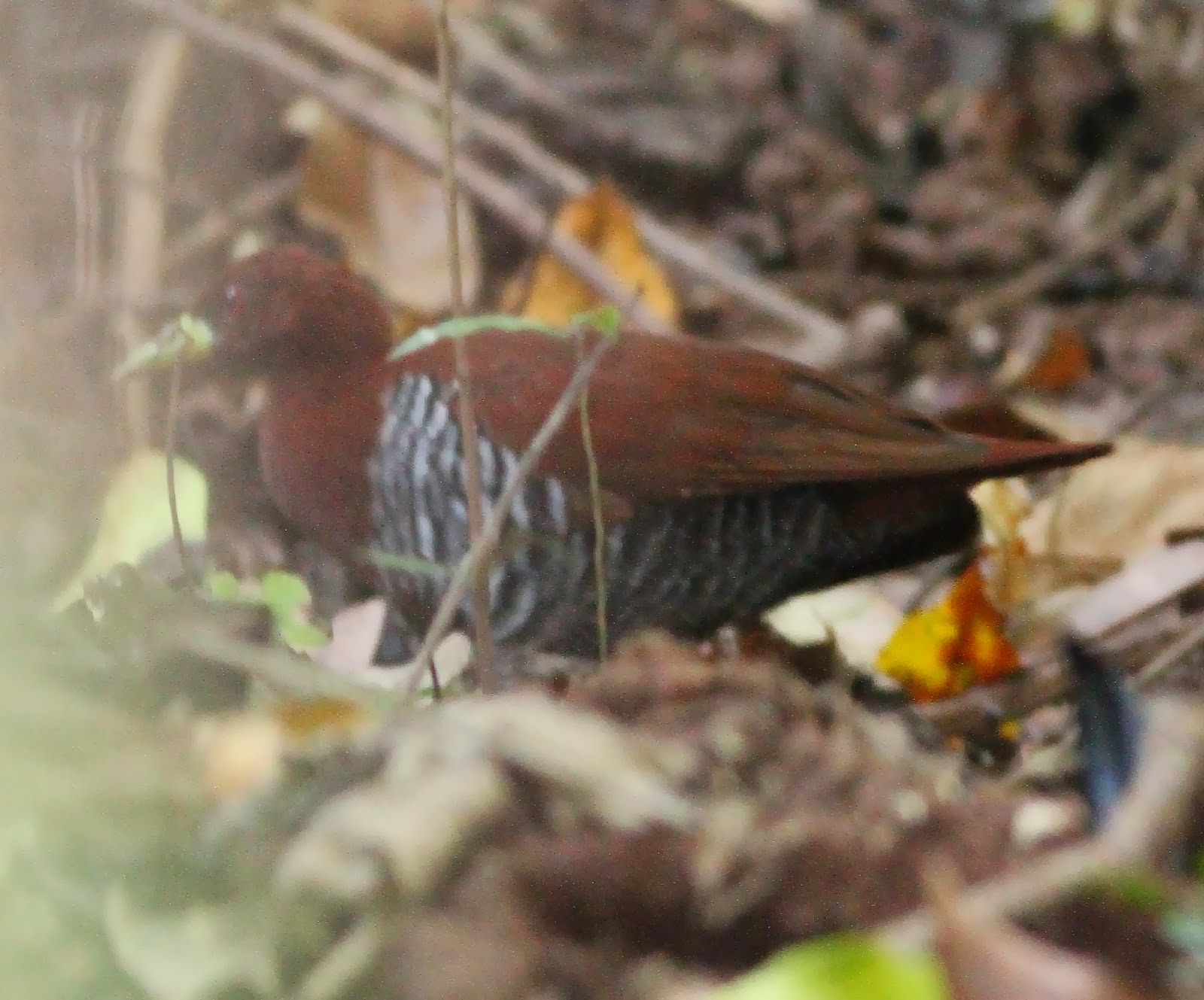 Birding Poole Harbour & Beyond: 27 Dec 13 - Down To The Wire