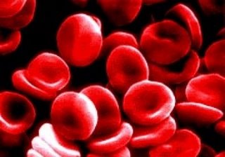 RosaBio: Como são produzidos os Glóbulos Vermelhos do Sangue (Hemácias)