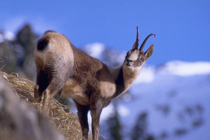 La fauna del Pirineu: L'Isard