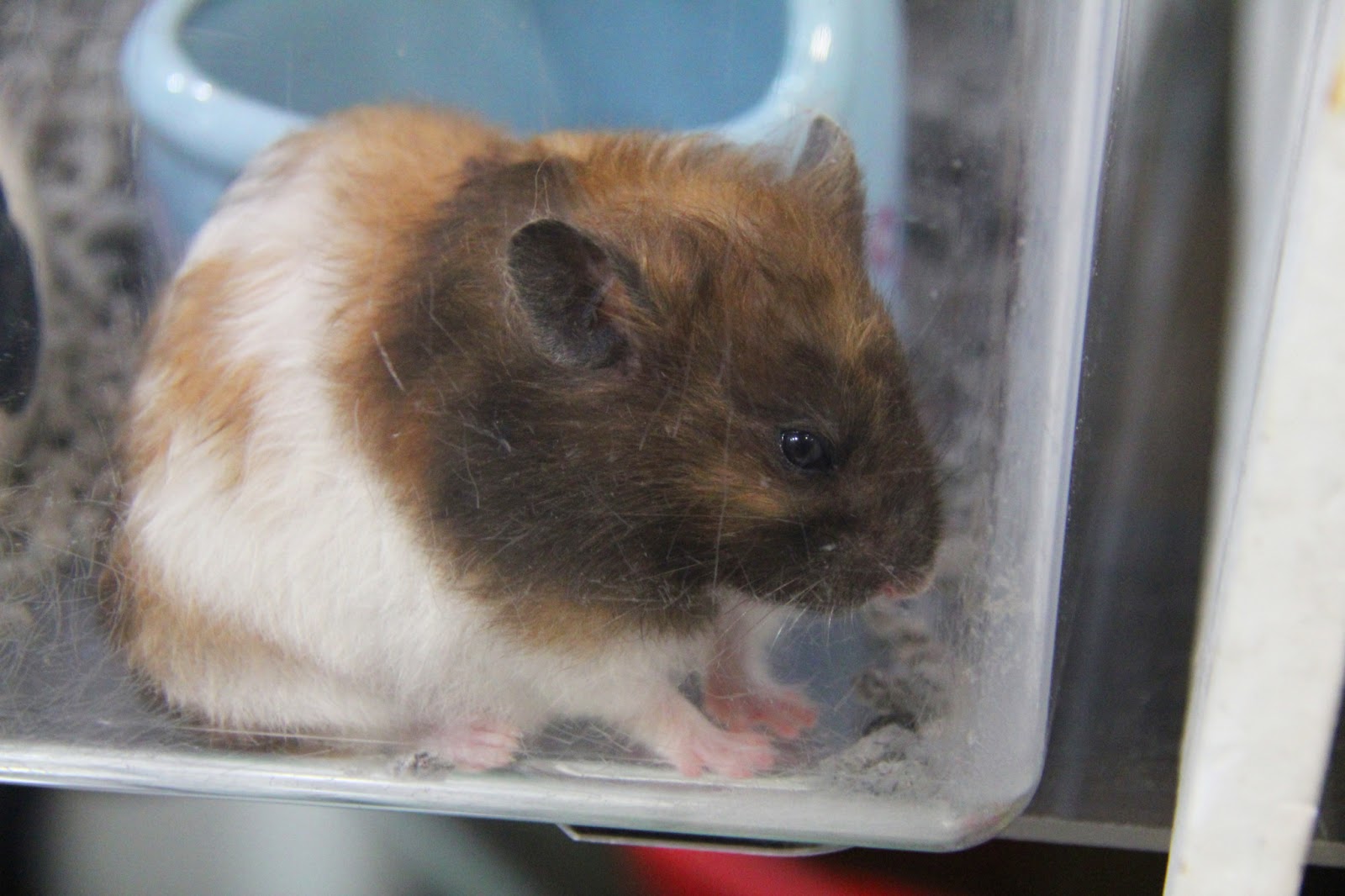 Natural PawPals: Cherimoya the Calico (aka Tortoiseshell Banded) Syrian ...