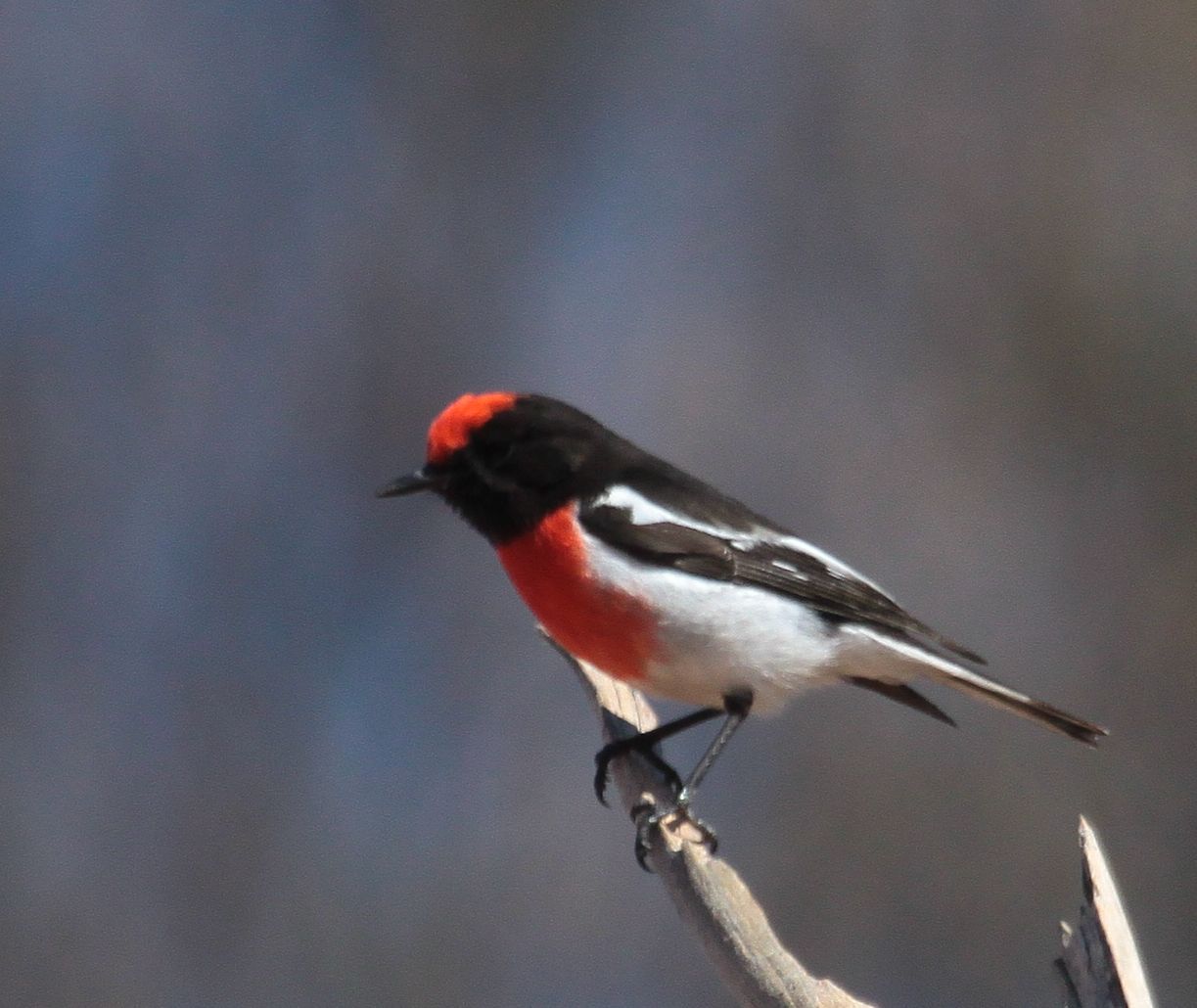 Richard Waring's Birds of Australia: Red-capped Robin - what a ...