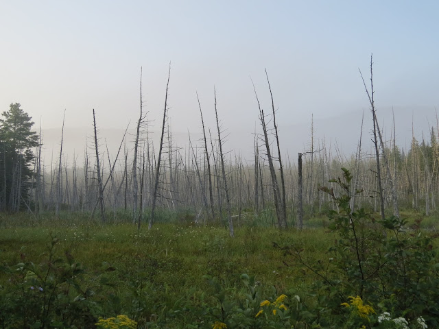 Vermont Birds and Words : Boreal Birds - NEK VT Moose Bog & Victory Basin