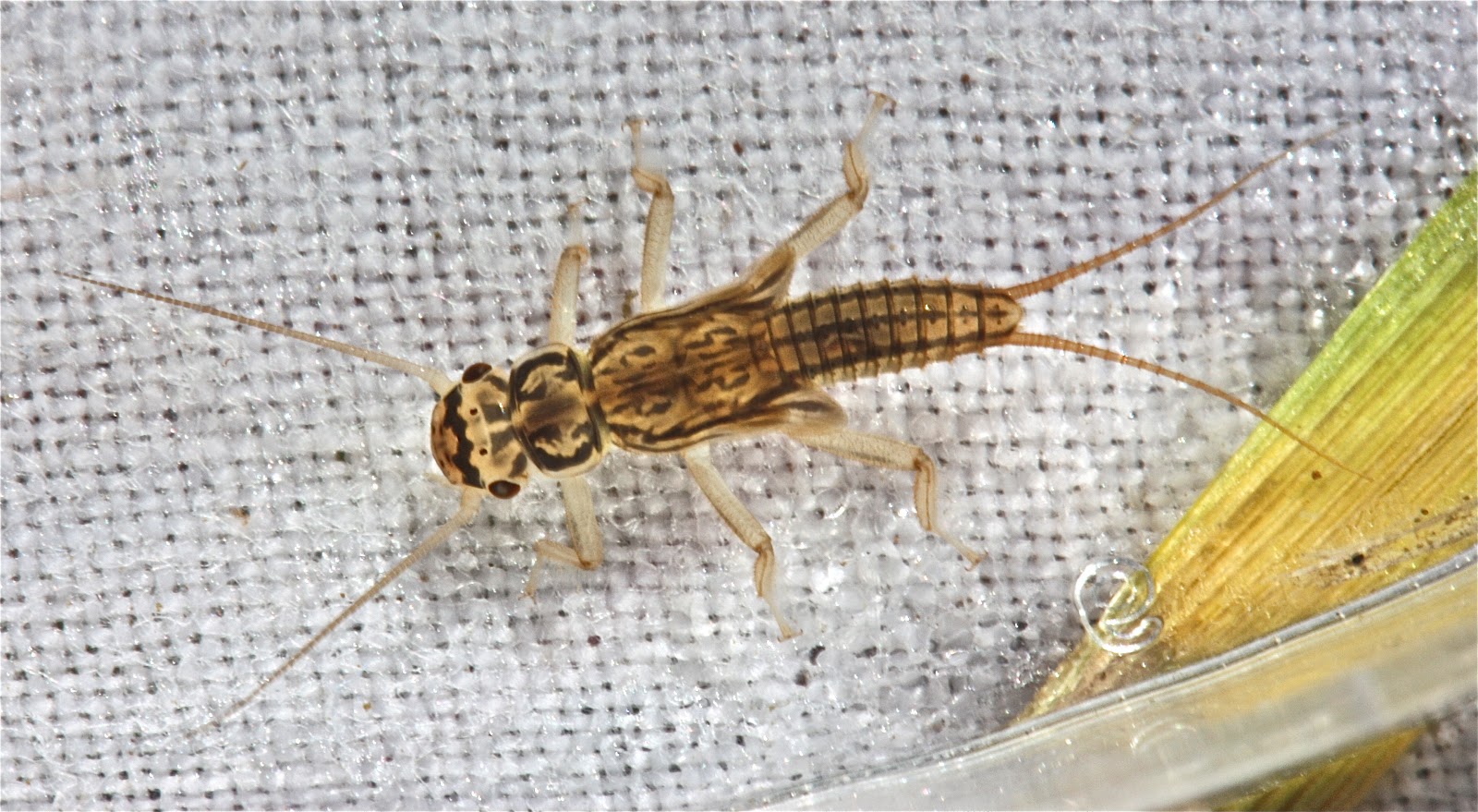 Aquatic Insects of Central Virginia: Baetis tricaudatus: Go to The ...