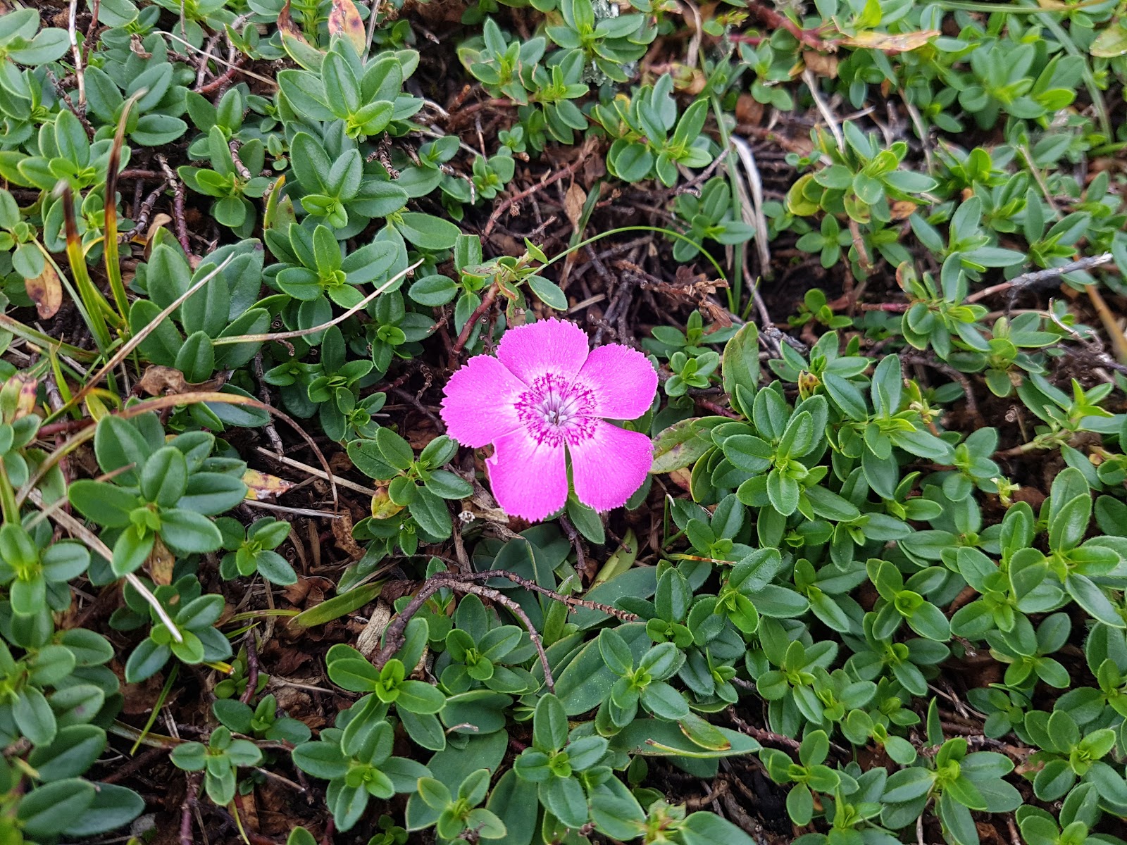 Almenrunde (Plankogel, Spitzkogel) in der Hochschwabgruppe