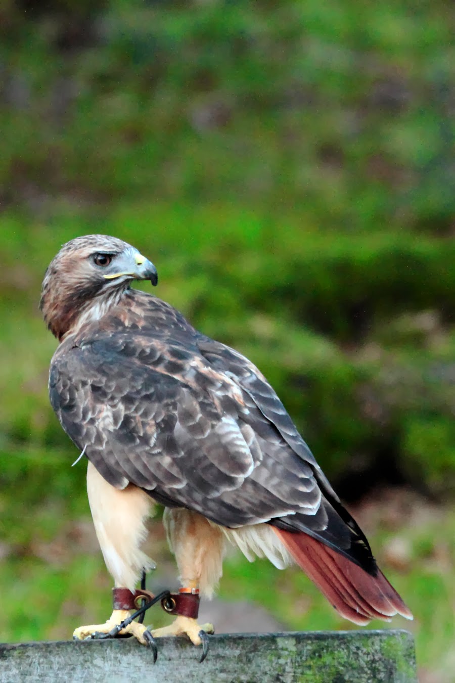 JT's Photoblog: Another Deer trip - 31 October 2013