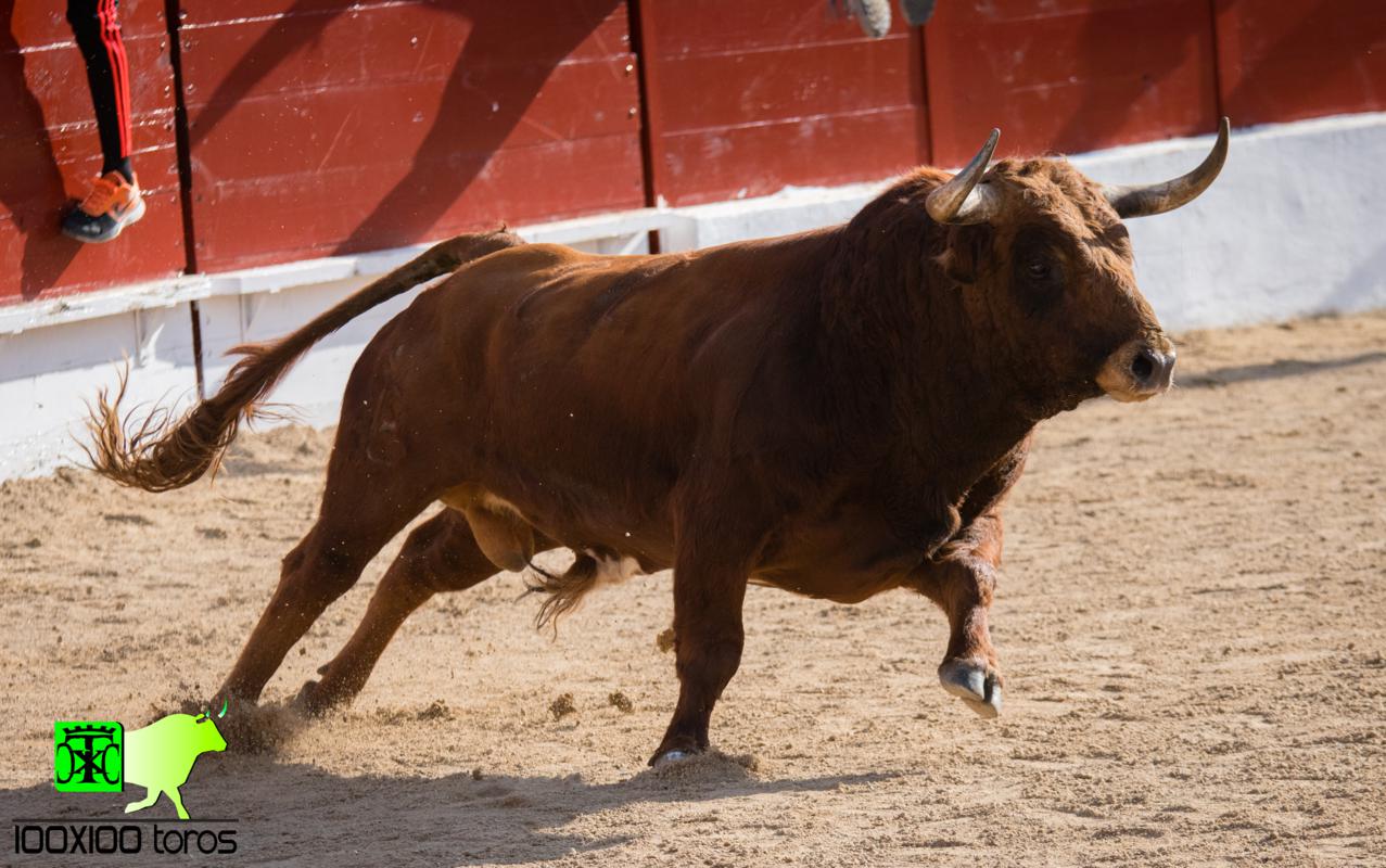 100x100 Toros: Detalles del III Toro de ToroMundial en El Casar
