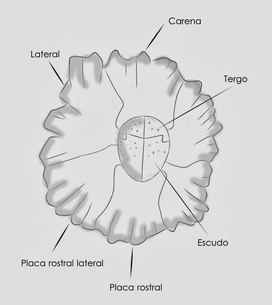 Rafael Microfauna Marina: Chthamalus (Crustáceos: Cirrípedos)