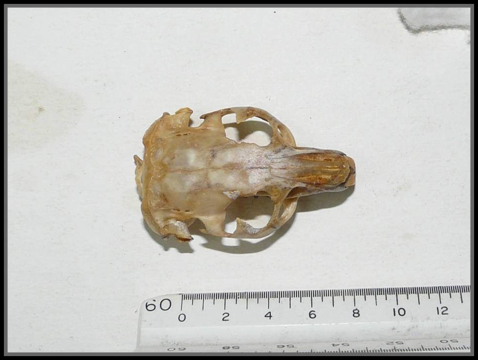 Beszamel i spółka bez ograniczeń: Tukotuko z pozostałych krajów Ameryki ...