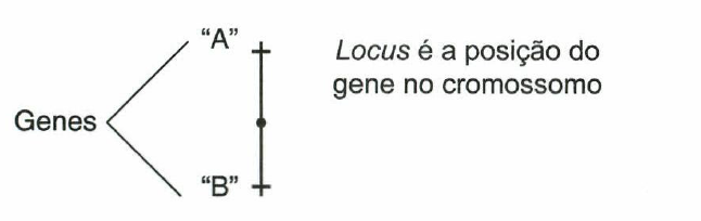 Locus é a posição do gene no cromossomo