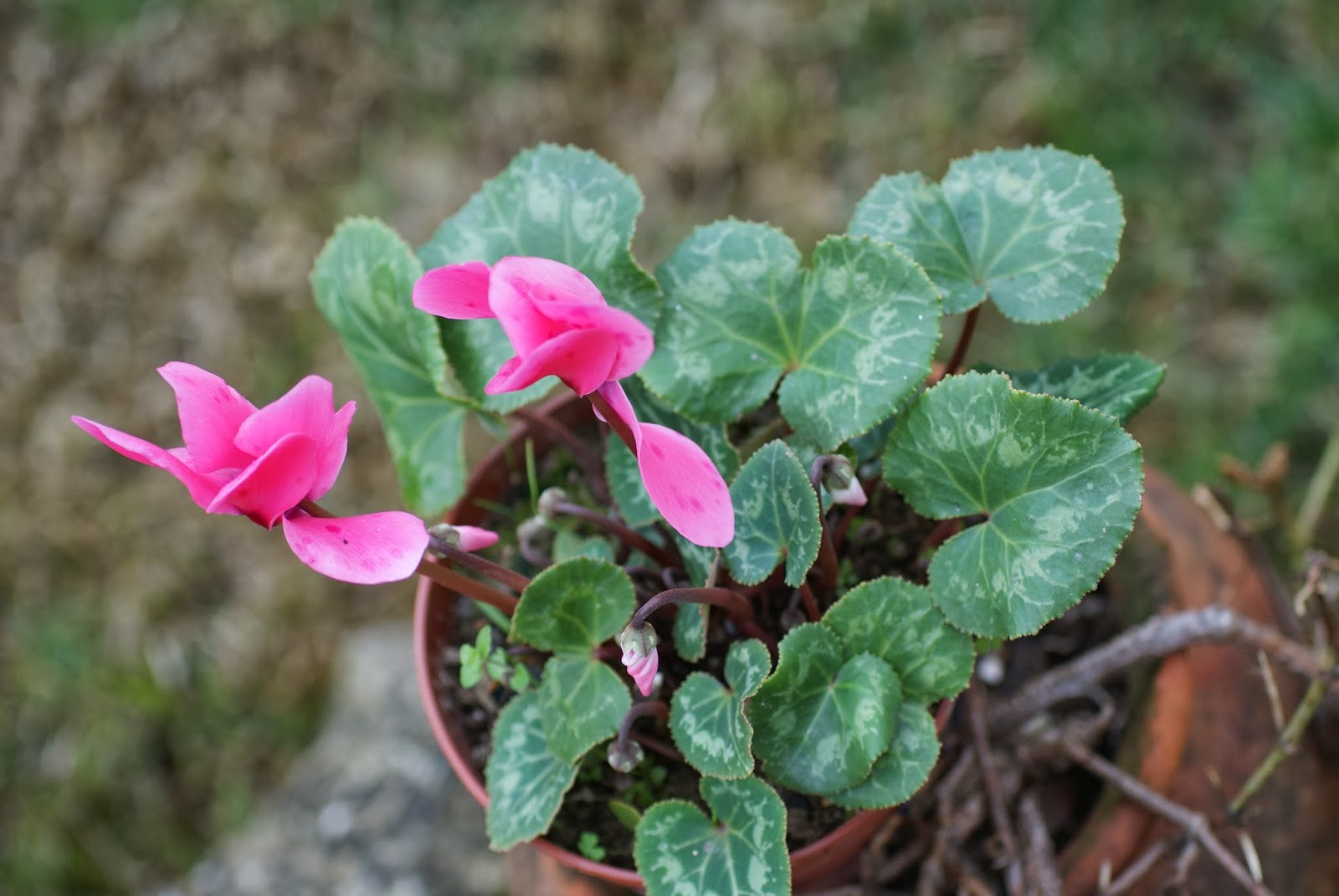 HORTA À PORTA: CYCLAMEN (CÍCLAME, CYCLAMEN, CICLAMINO)