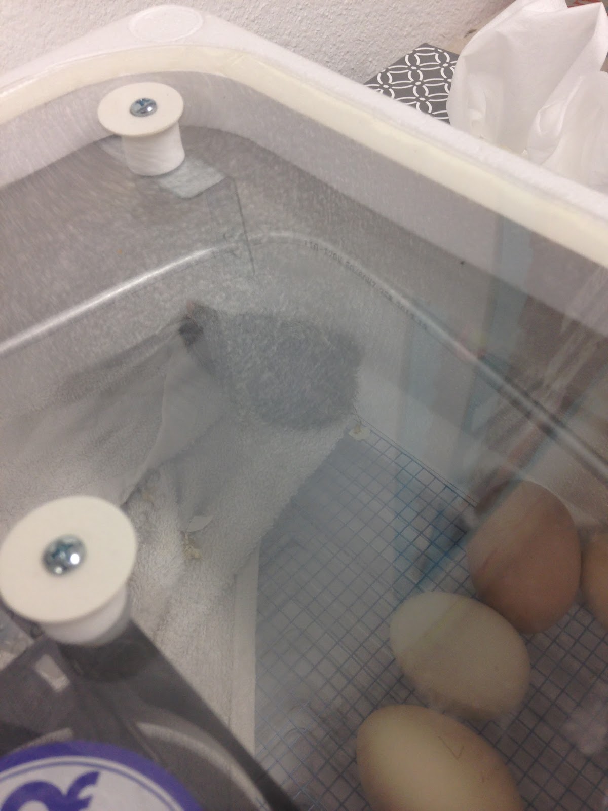 Mrs. Stecker's 2nd Grade Scholars