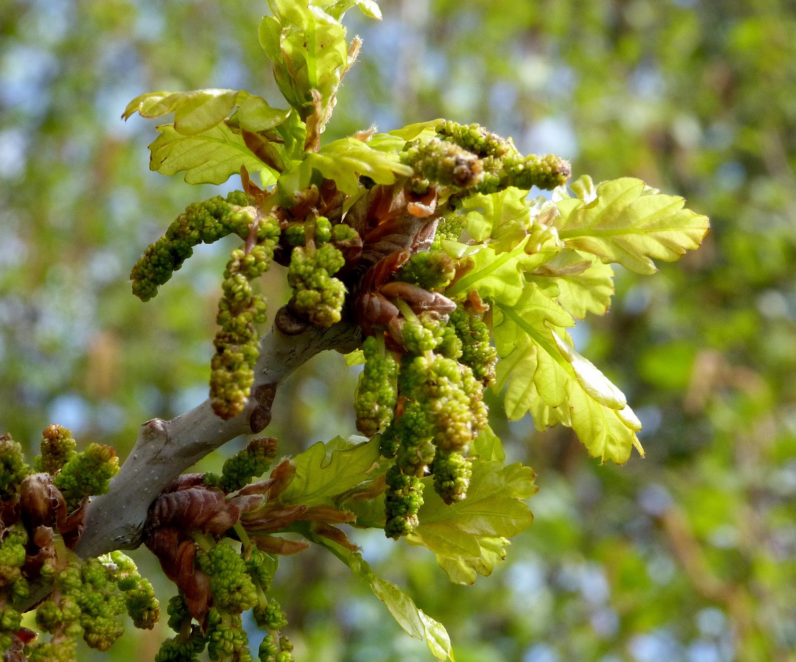 CityBirding: Ryton Willows