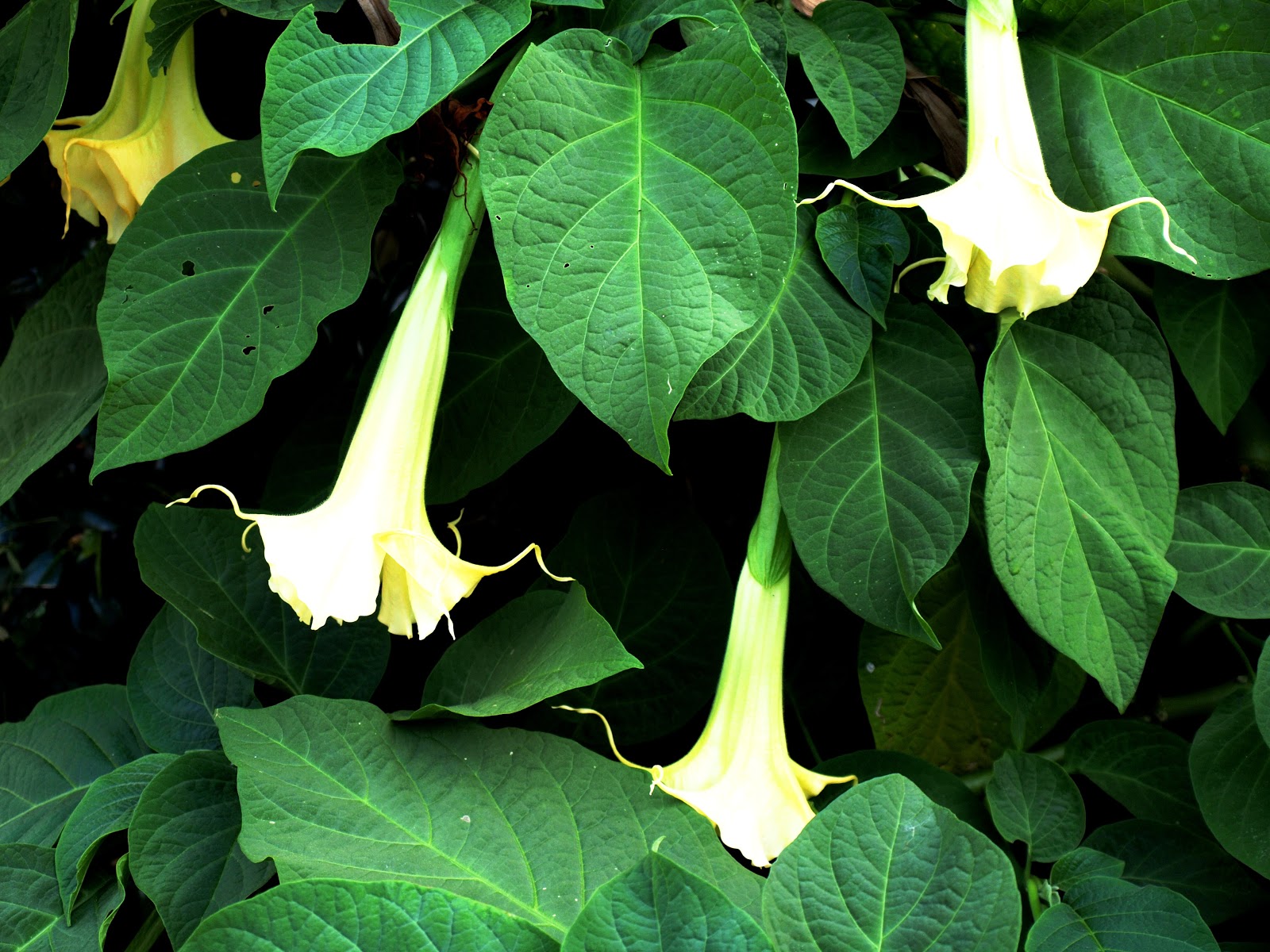 angels and people, life in New Orleans: angel trumpets