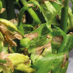 Apio (Apium graveolens)