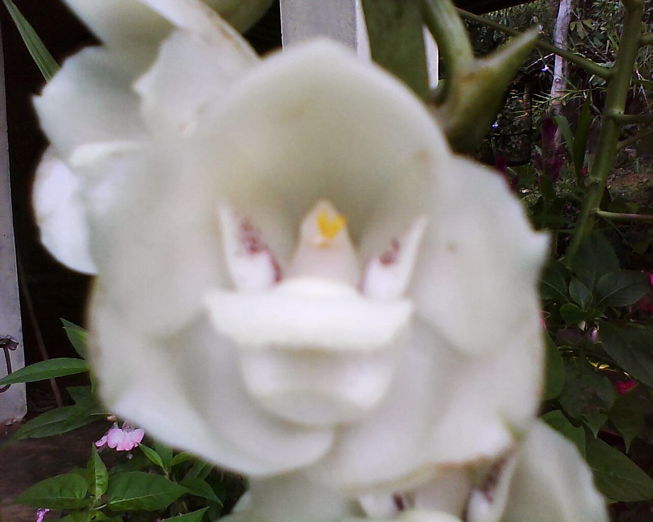Flor Del Espiritu Santo.