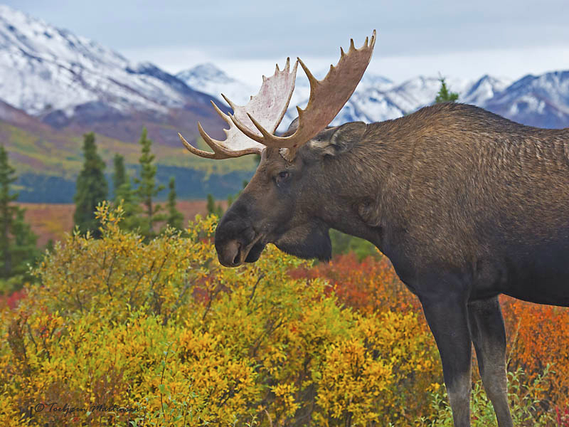 Torbjorn Martinsen: Elg i solnedgang ...