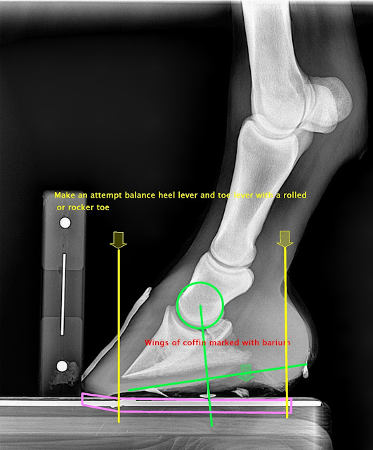 Innovative Equine Podiatry: Hoof mapping