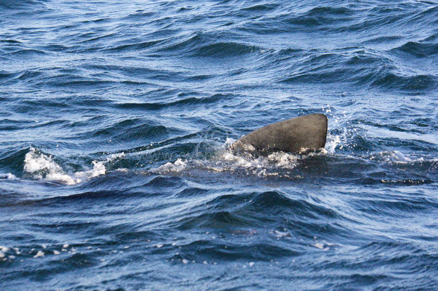 eyemocean: Scottish Basking Sharks are back!