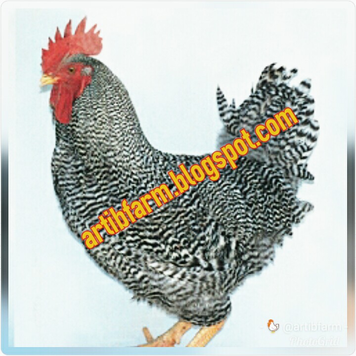 Noiler - The Hybrid Of Broiler and Cockerel