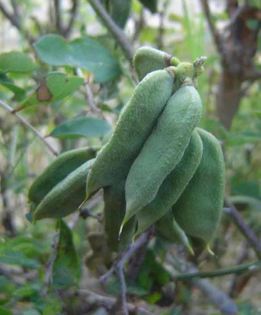 Rosary Pea - Abrus precatorius
