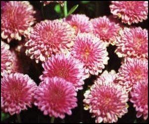 De toamna.....: Florile toamnei