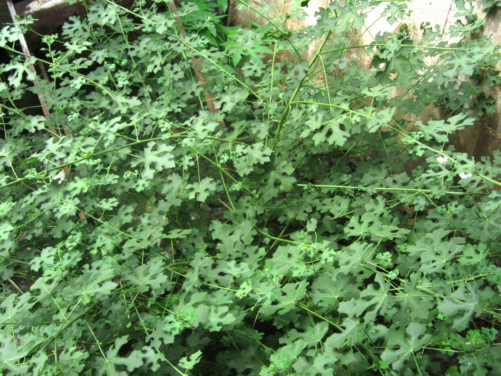 La Ayuda Que Necesito: Cadillo Pata de Perro.