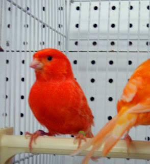 Kenari Merah (Red Factor) ~ Tamsis Canary Farm