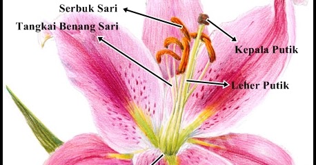 Paling Bagus 13+ Download Gambar Bunga Lely - Gambar Bunga Indah